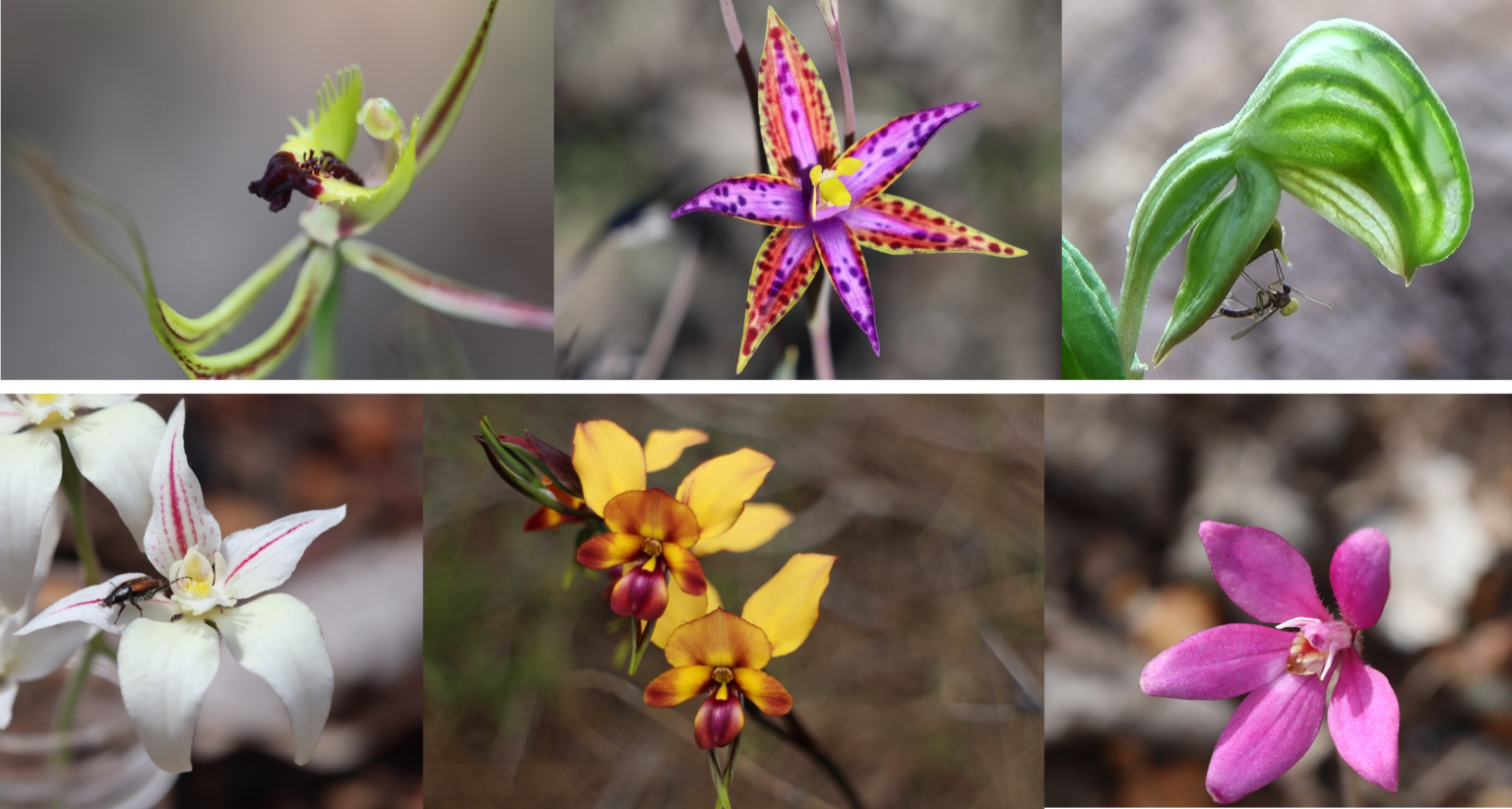 Search for the Queen of Sheba – Orchid Presentation | Shire of Collie
